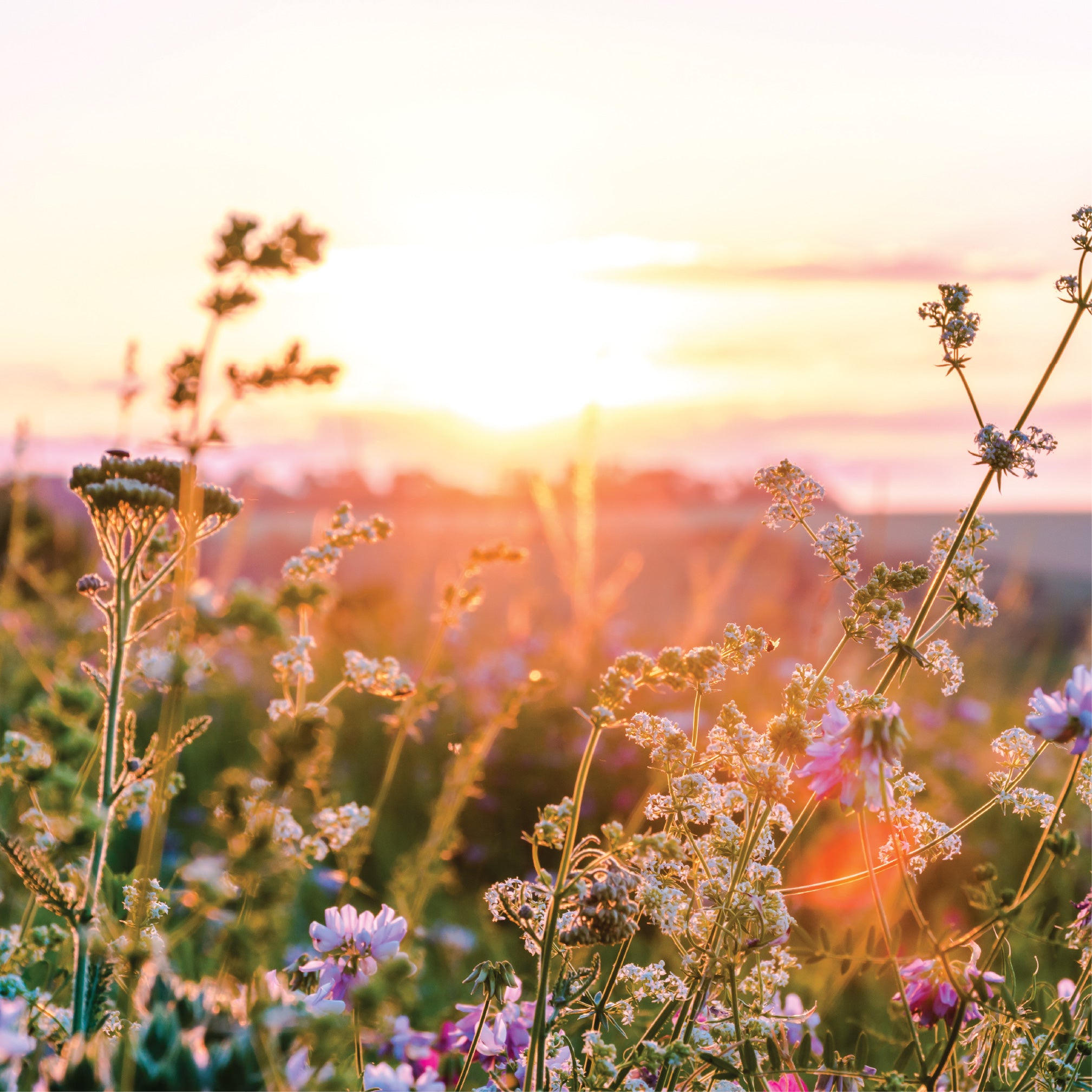 American West Inspired Fragrances | Tru Western